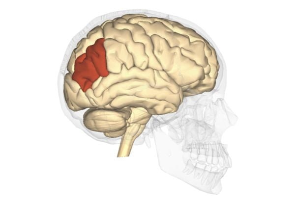 Gerstmann syndrome | symptoms, Causes, Diagnostic, Treatment