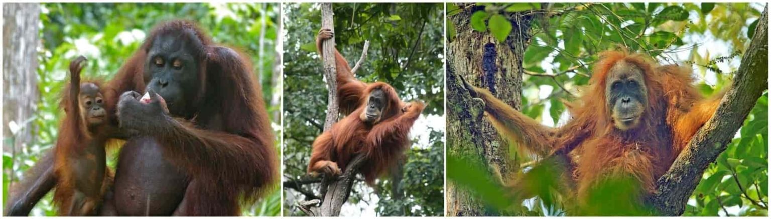 Orangutan largest arboreal mammal - Man of the forest